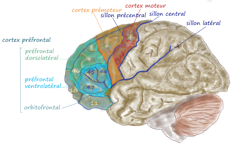 Does The Brain s Geography Reveal Criminal Predispositions Thomas Does The Brain s Geography Reveal Criminal Predispositions Thomas